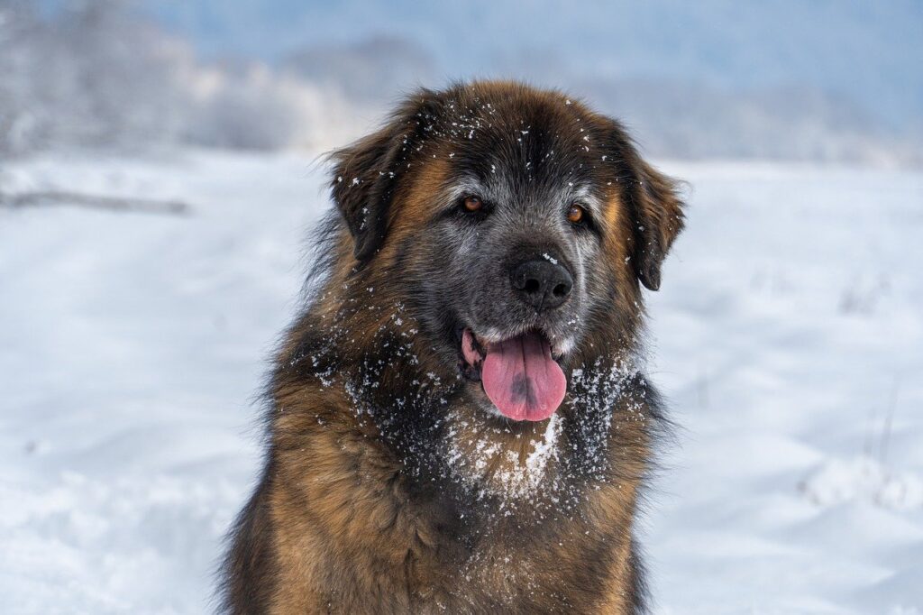 Le Chien Leonberg : Majesté et Douceur dans un Seul Animal - Cyber Chien